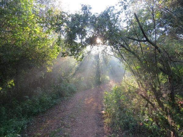 Moreleta Kloof Nature Reserve - Gauteng